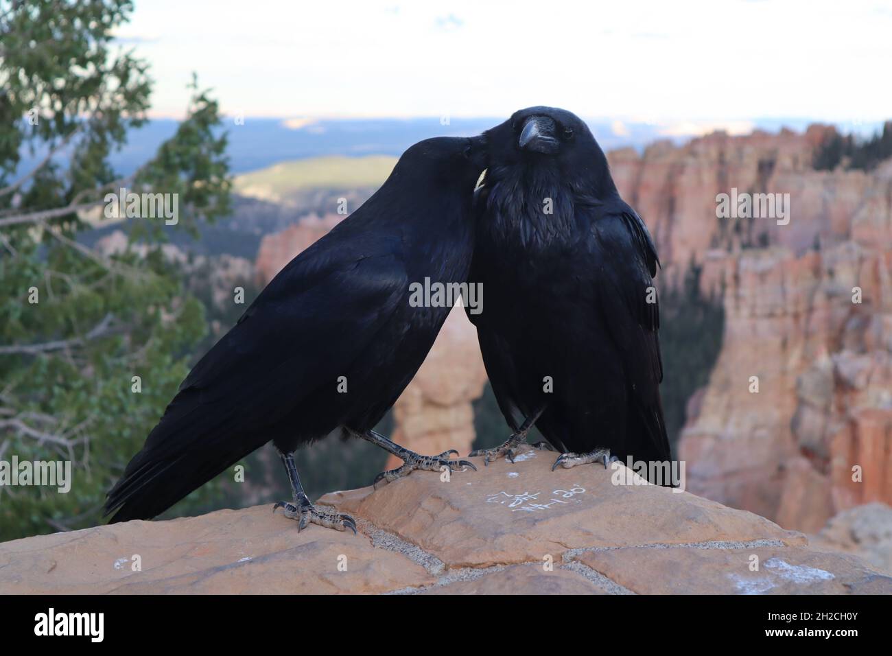 Closeup shot of two ravens with rugged layered rock landscape in the ...