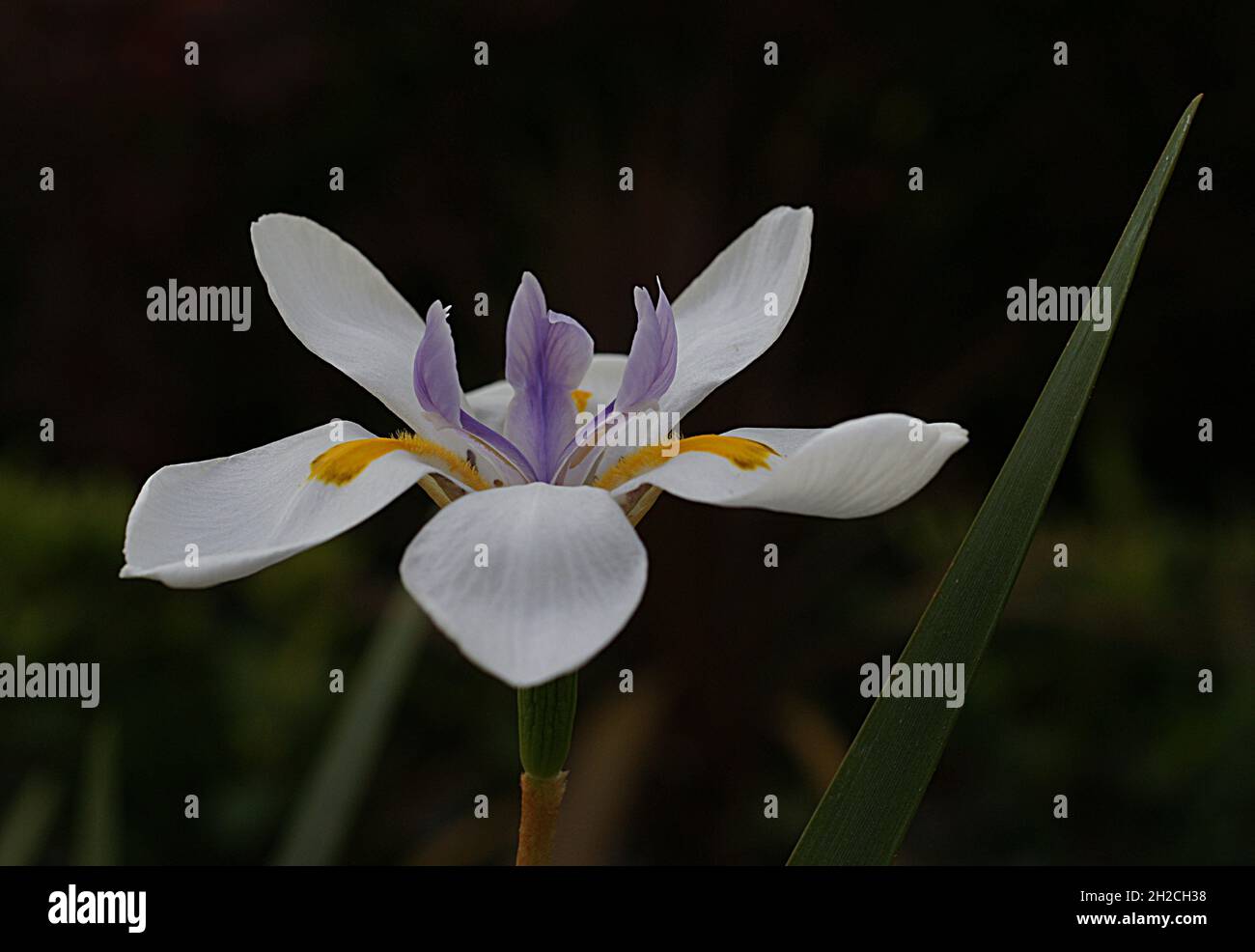 A close-up photo of an amazing flower branch Stock Photo - Alamy