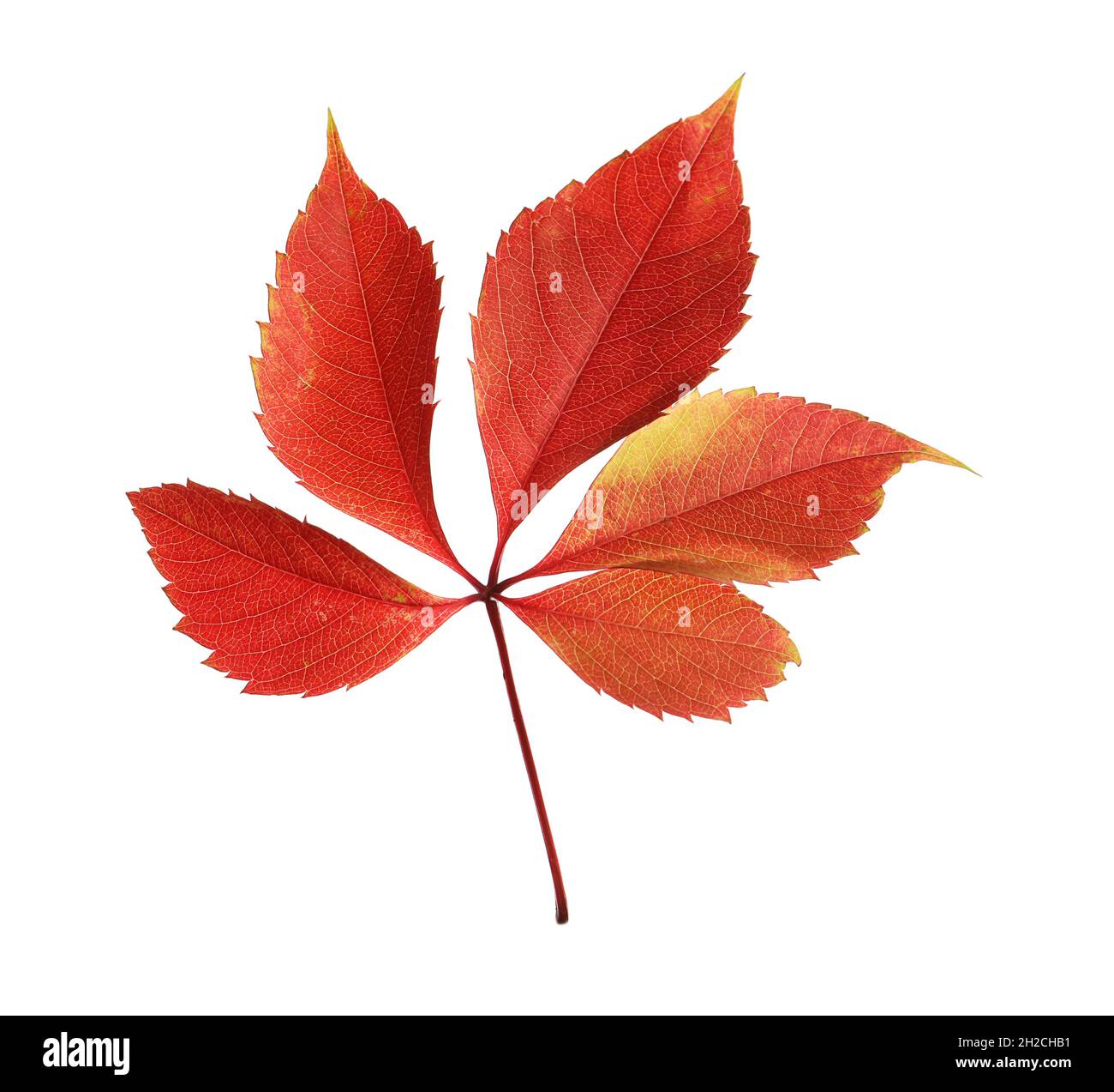 Beautiful autumn leaf on white background. Fall foliage Stock Photo - Alamy
