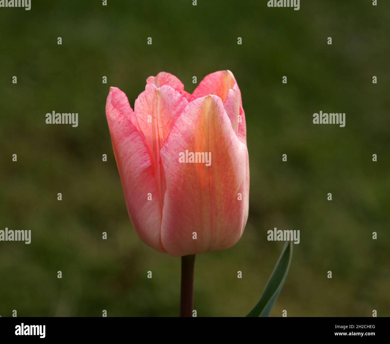 High Quality Close Up Photo of a Plant Which has an Eye Catching Beauty ...