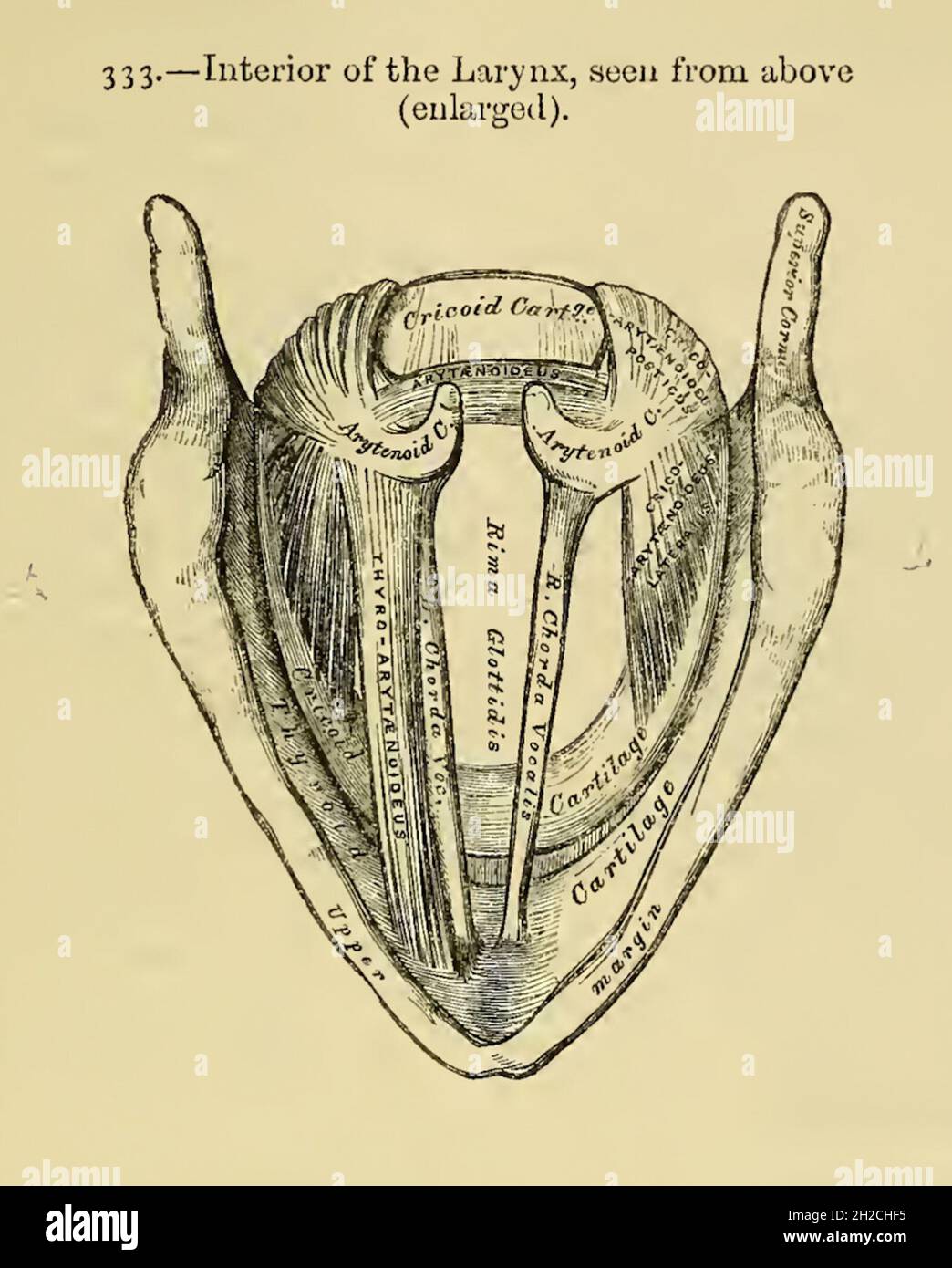 Interior of the larynx Stock Photo - Alamy