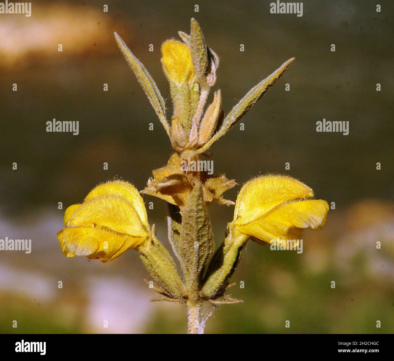 High Quality Close Up Photo of a Plant Which has an Eye Catching Beauty ...