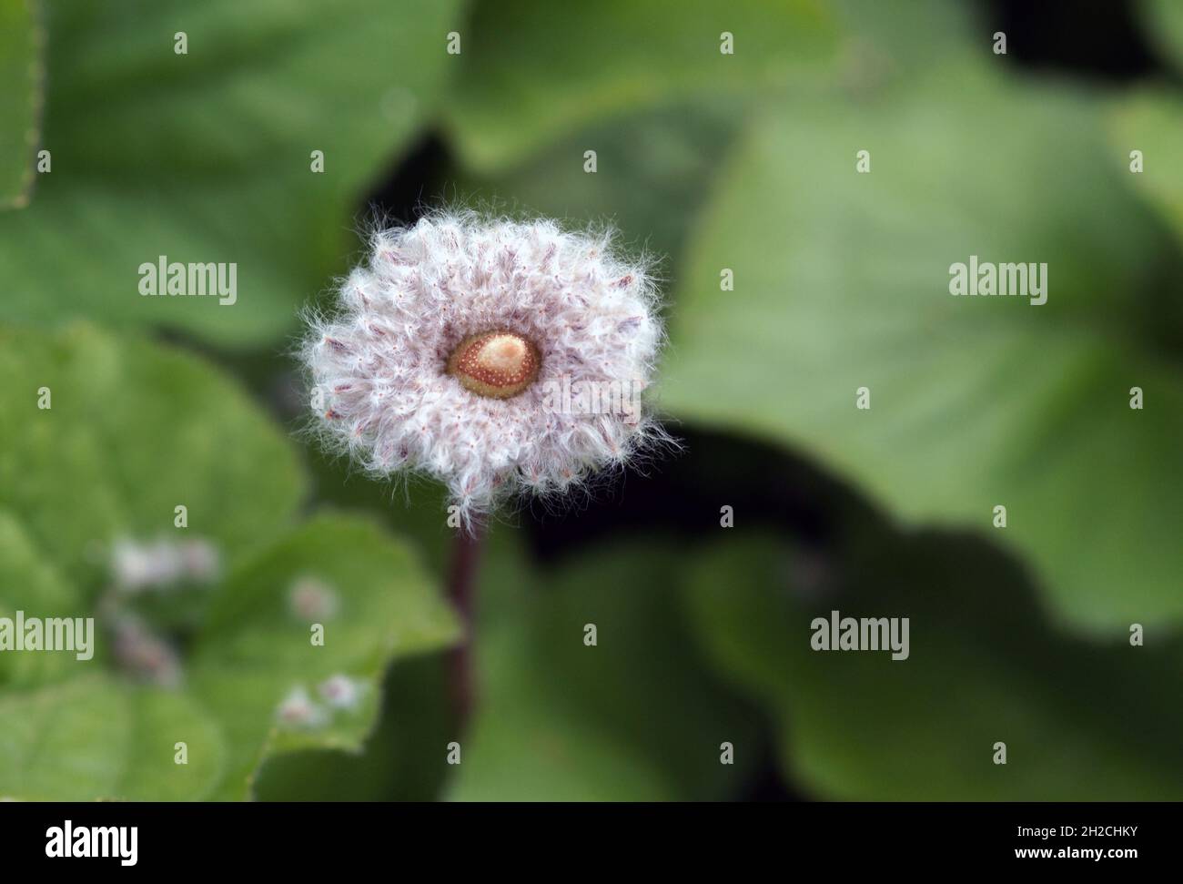 High Quality Close Up Photo of a Plant Which has an Eye Catching Beauty ...