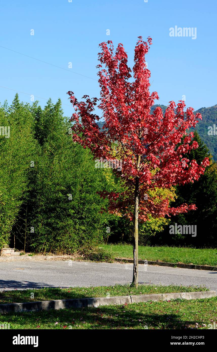 Maple avenue of maples hi-res stock photography and images - Alamy