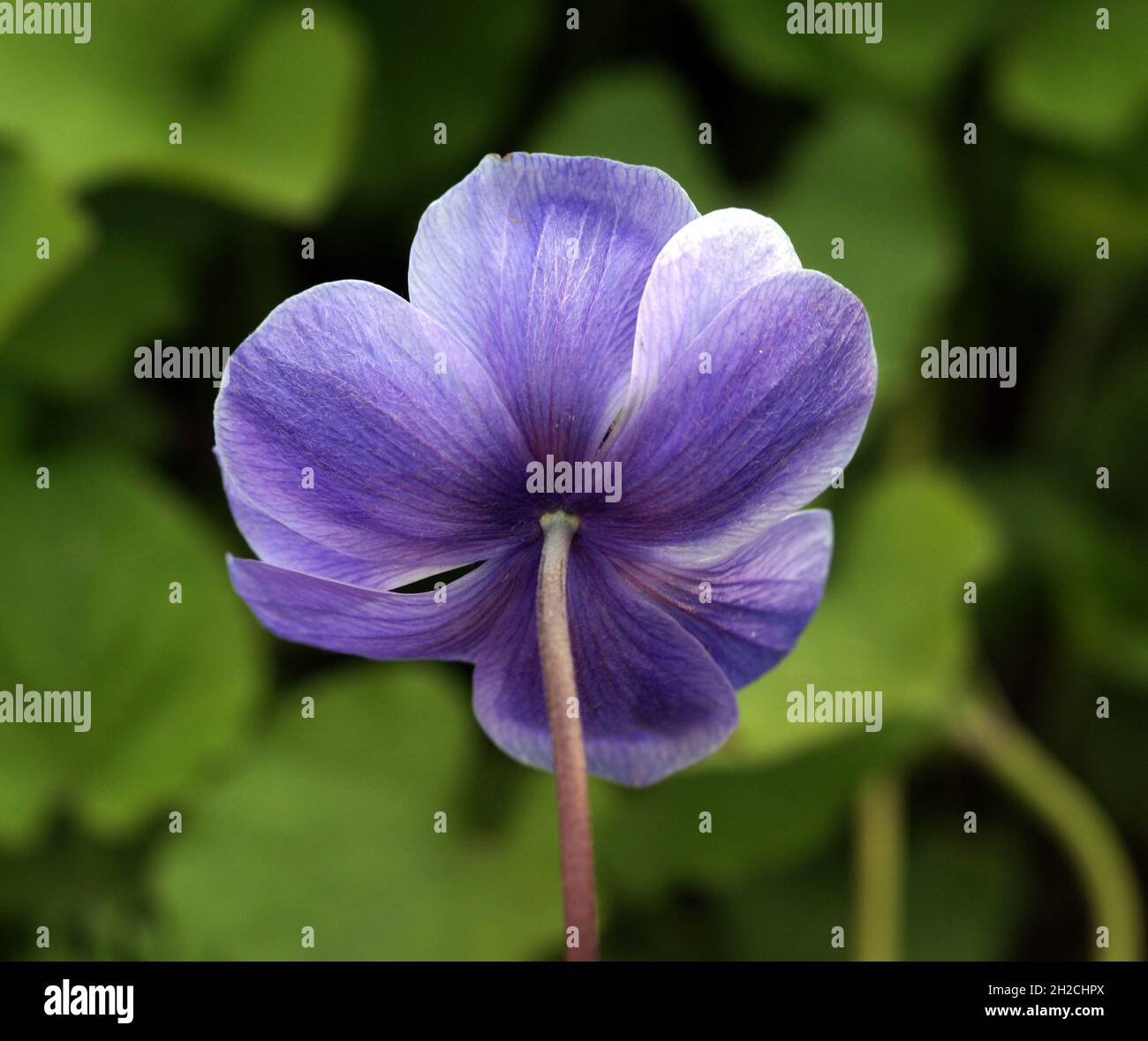 High Quality Close Up Photo of a Plant Which has an Eye Catching Beauty ...