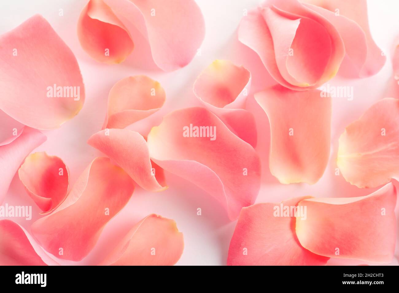 Beautiful rose petals on white background Stock Photo - Alamy