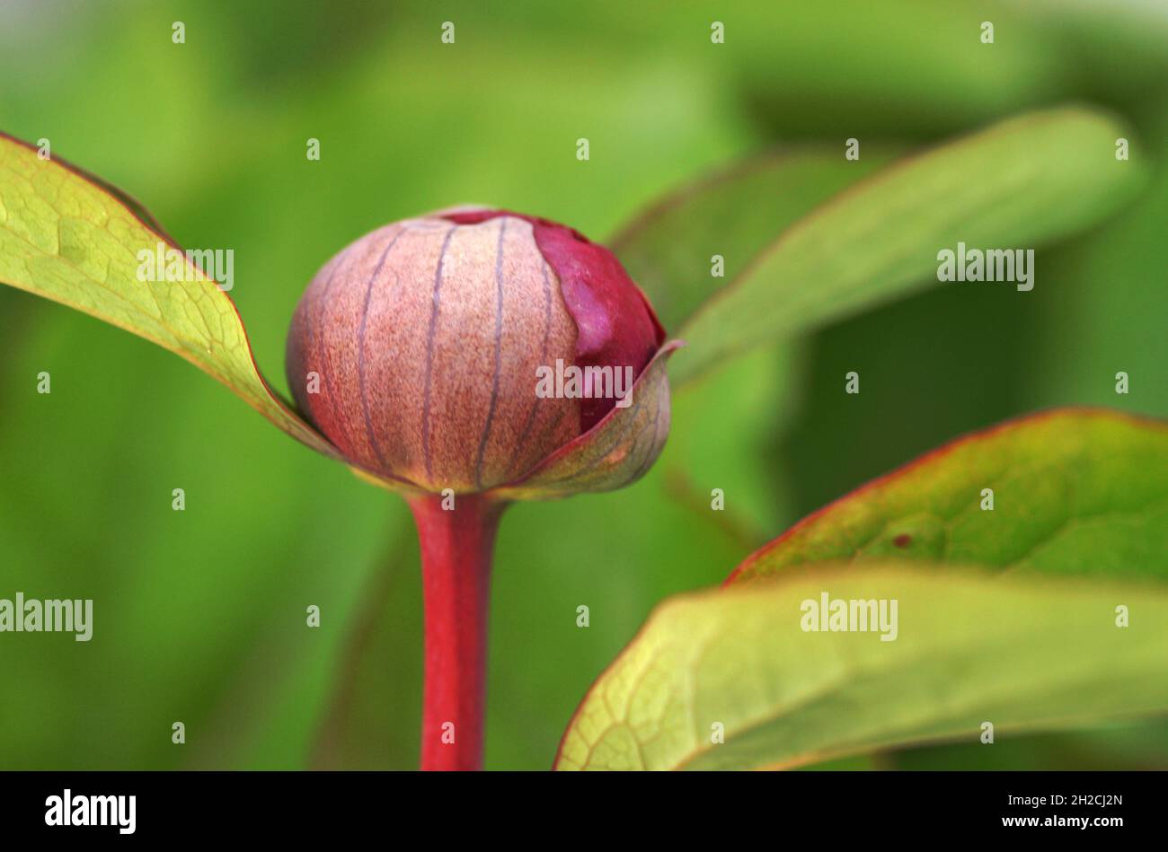 High Quality Close Up Photo of a Plant Which has an Eye Catching Beauty ...
