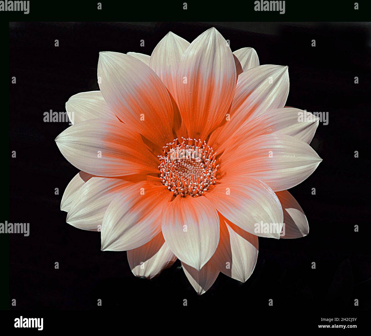 High Quality Close Up Photo of a Plant Which has an Eye Catching Beauty ...