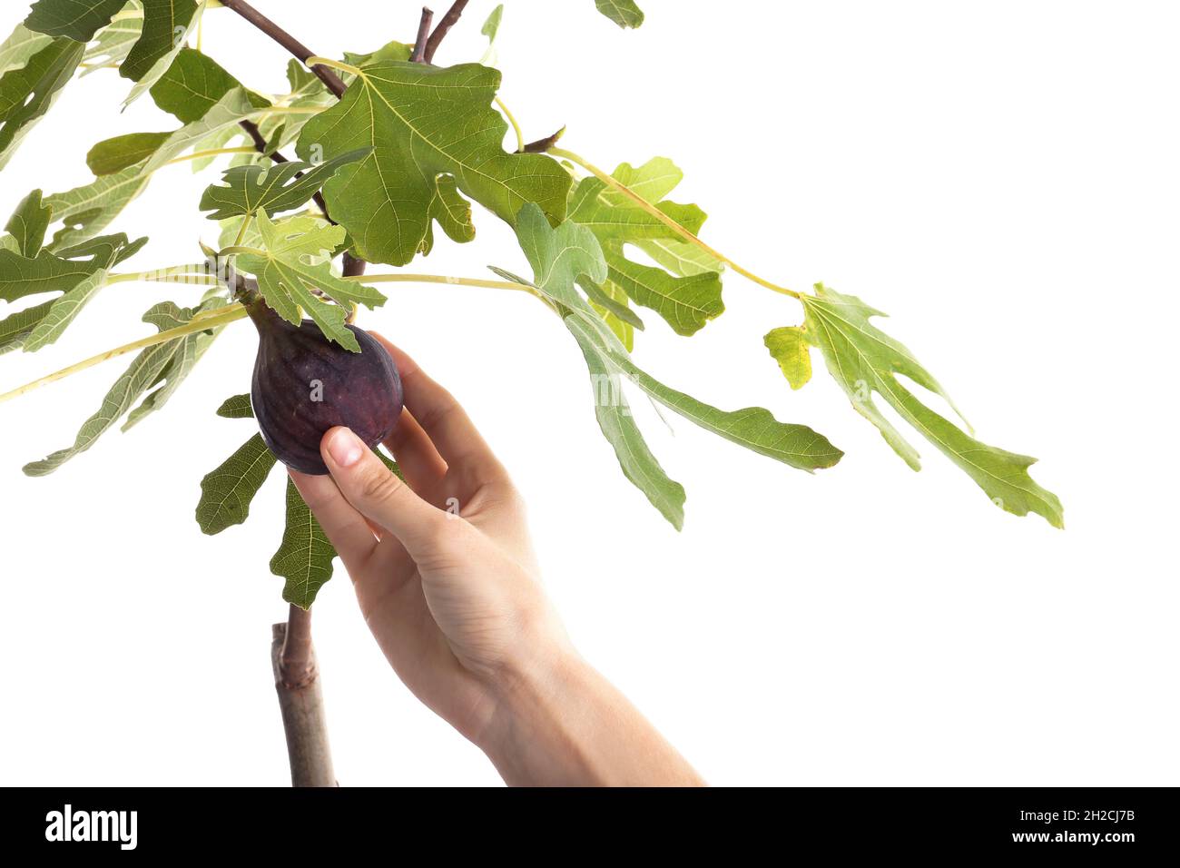 Woman picking ripe fruit from fig tree on white background, closeup ...