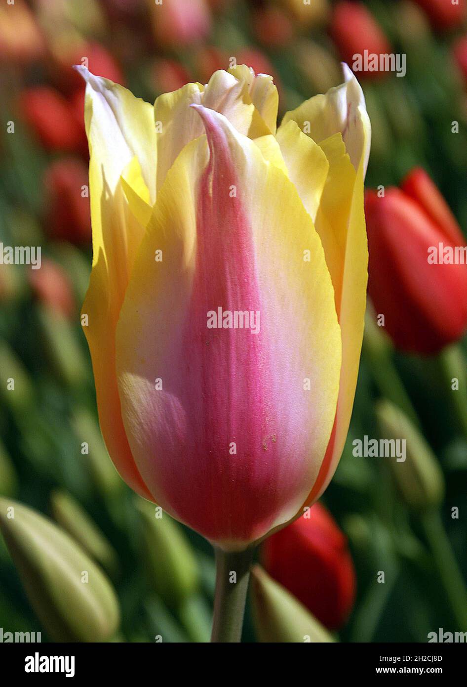 High Quality Close Up Photo of a Plant Which has an Eye Catching Beauty ...