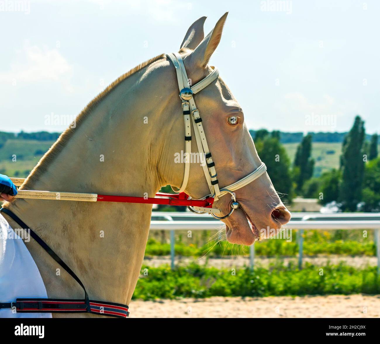 Portrait of the Akhal-Teke horse in profile Stock Photo - Alamy