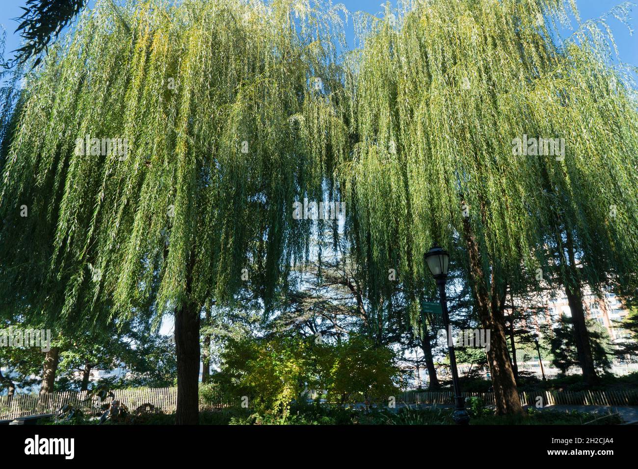 Willow trees grow in Battery Park City, a 92-acre planned community on ...