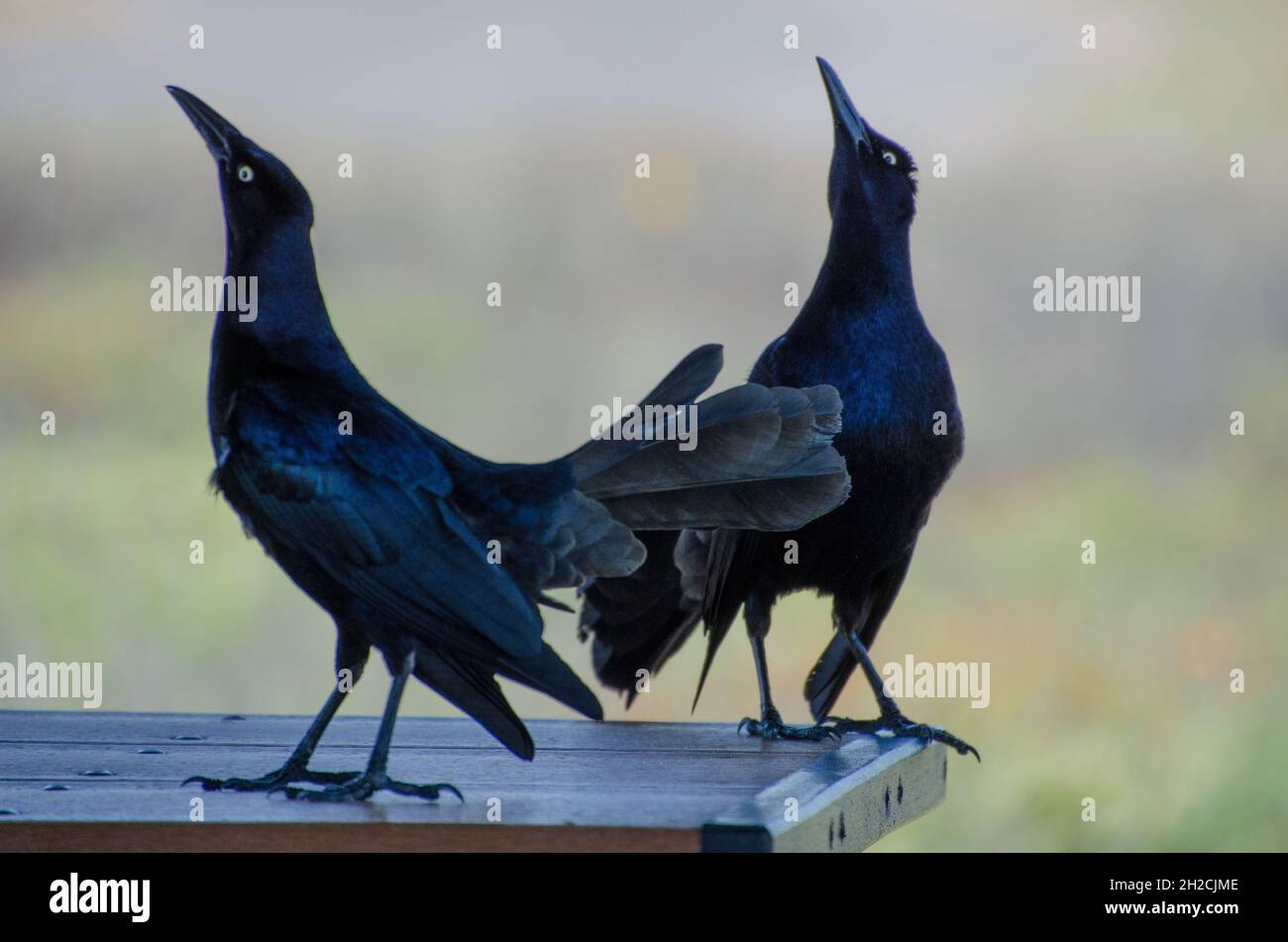 Perching on table hi-res stock photography and images - Alamy