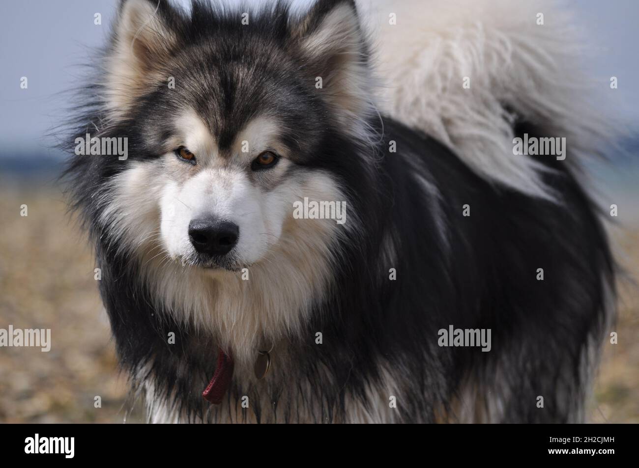 Alaska malamute hi-res stock photography and images - Alamy