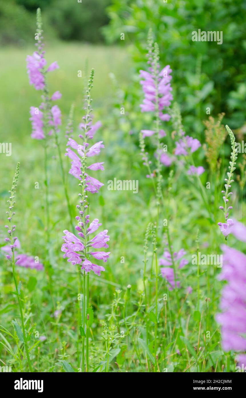 Fall obedient plant growing in tall grass Stock Photo - Alamy