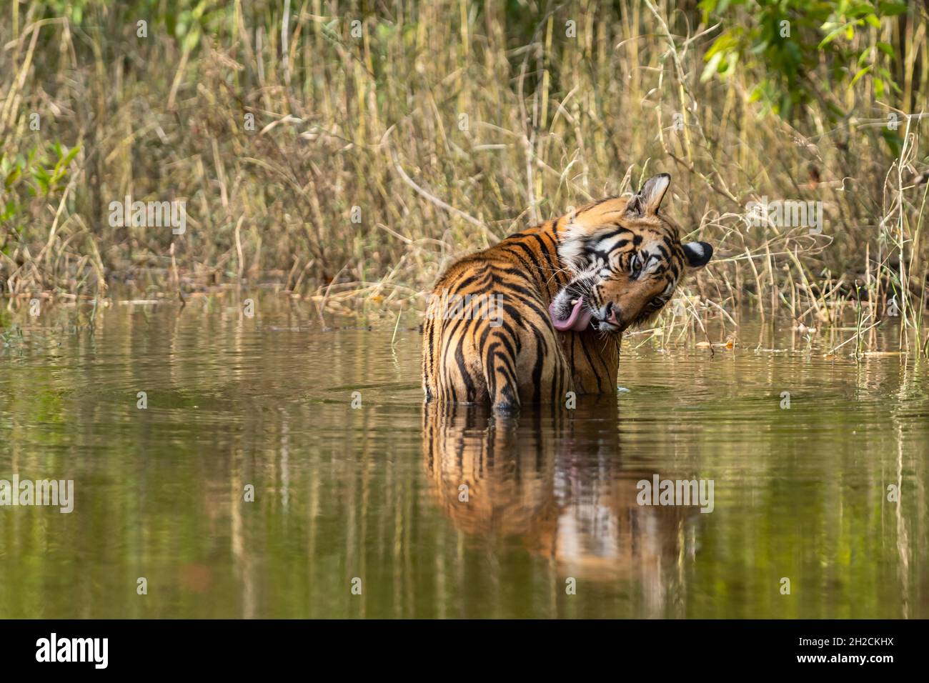 wild male tiger cooling off in water with reflection and licking wound ...