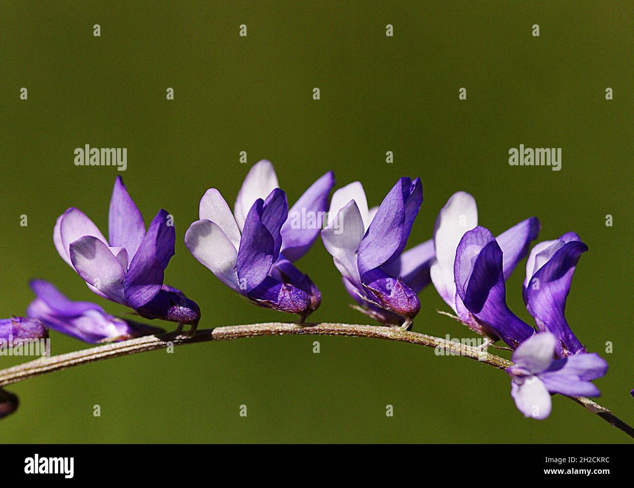 High Quality Close Up Photo of a Plant Which has an Eye Catching Beauty ...