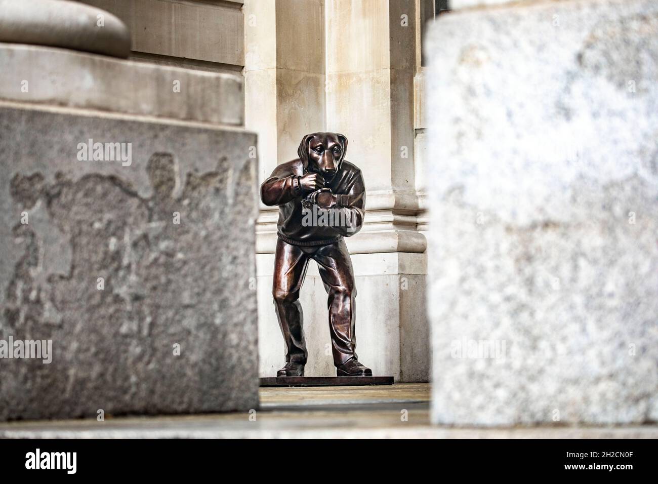 Paparazzi dogs hi-res stock photography and images - Alamy