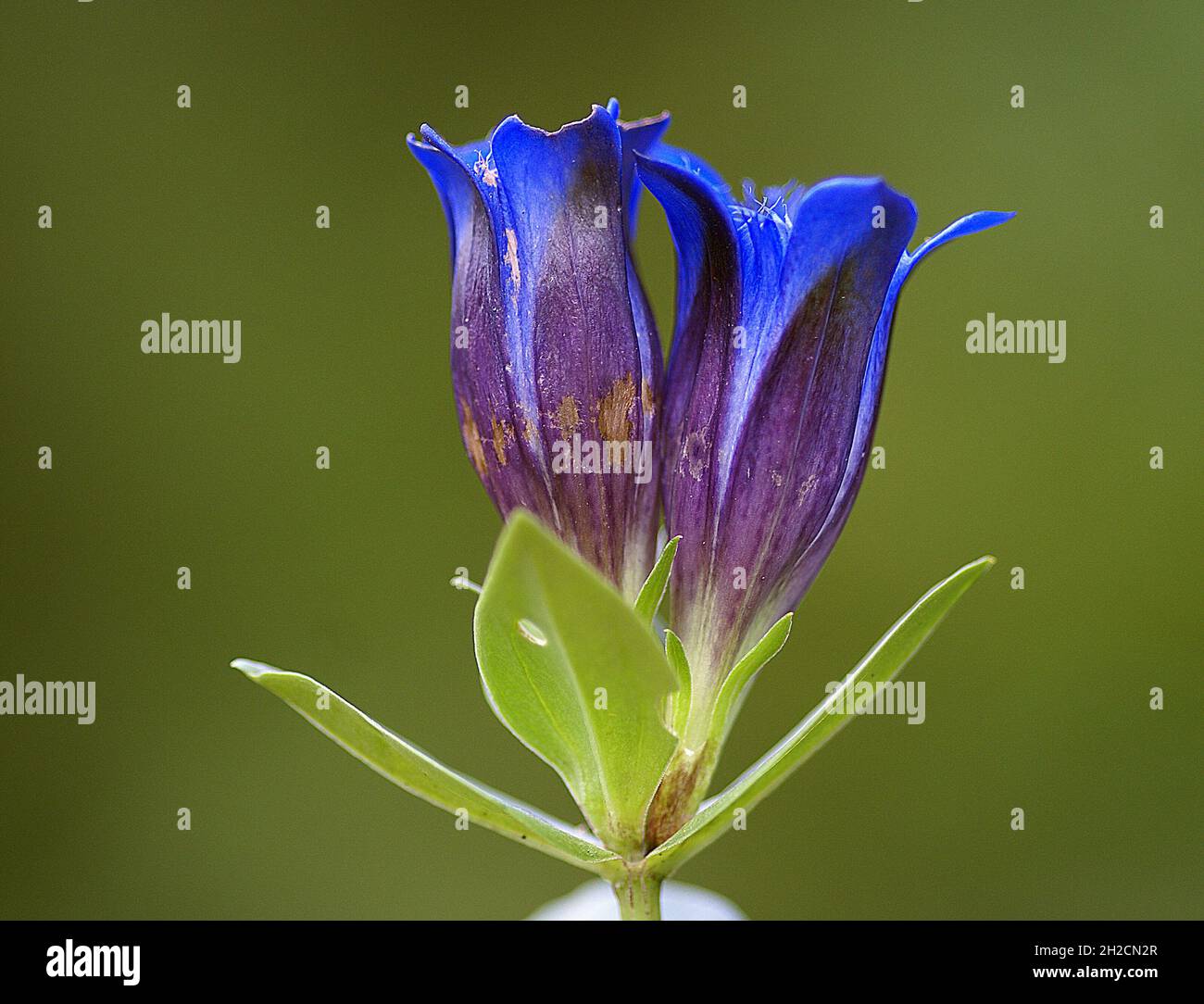 High Quality Close Up Photo of a Plant Which has an Eye Catching Beauty ...