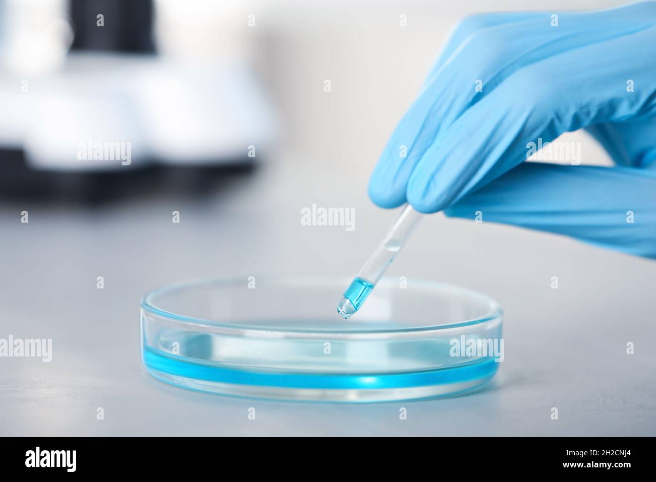 Analyst dripping reagent into petri dish with sample at laboratory ...