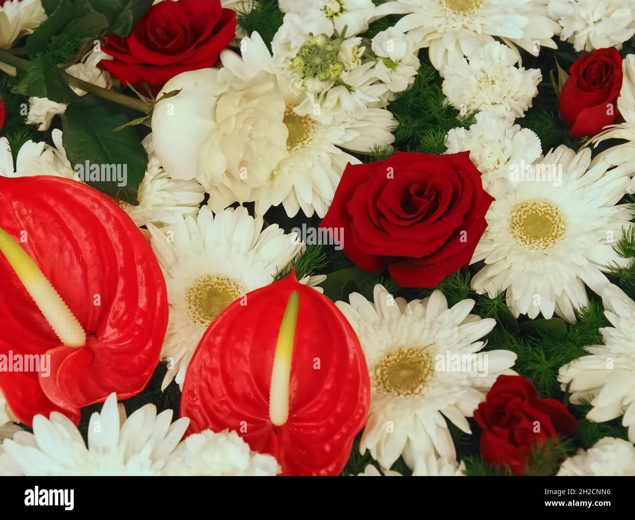 Big fresh pink roses beautiful High Resolution Stock Photography and ...