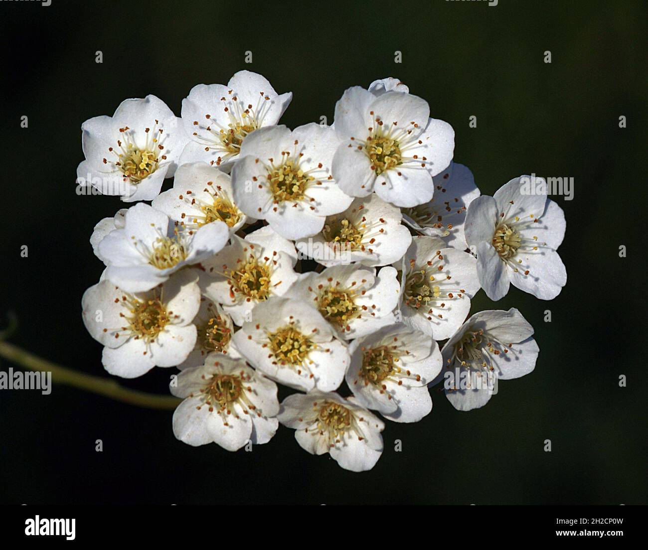 High Quality Close Up Photo of a Plant Which has an Eye Catching Beauty ...