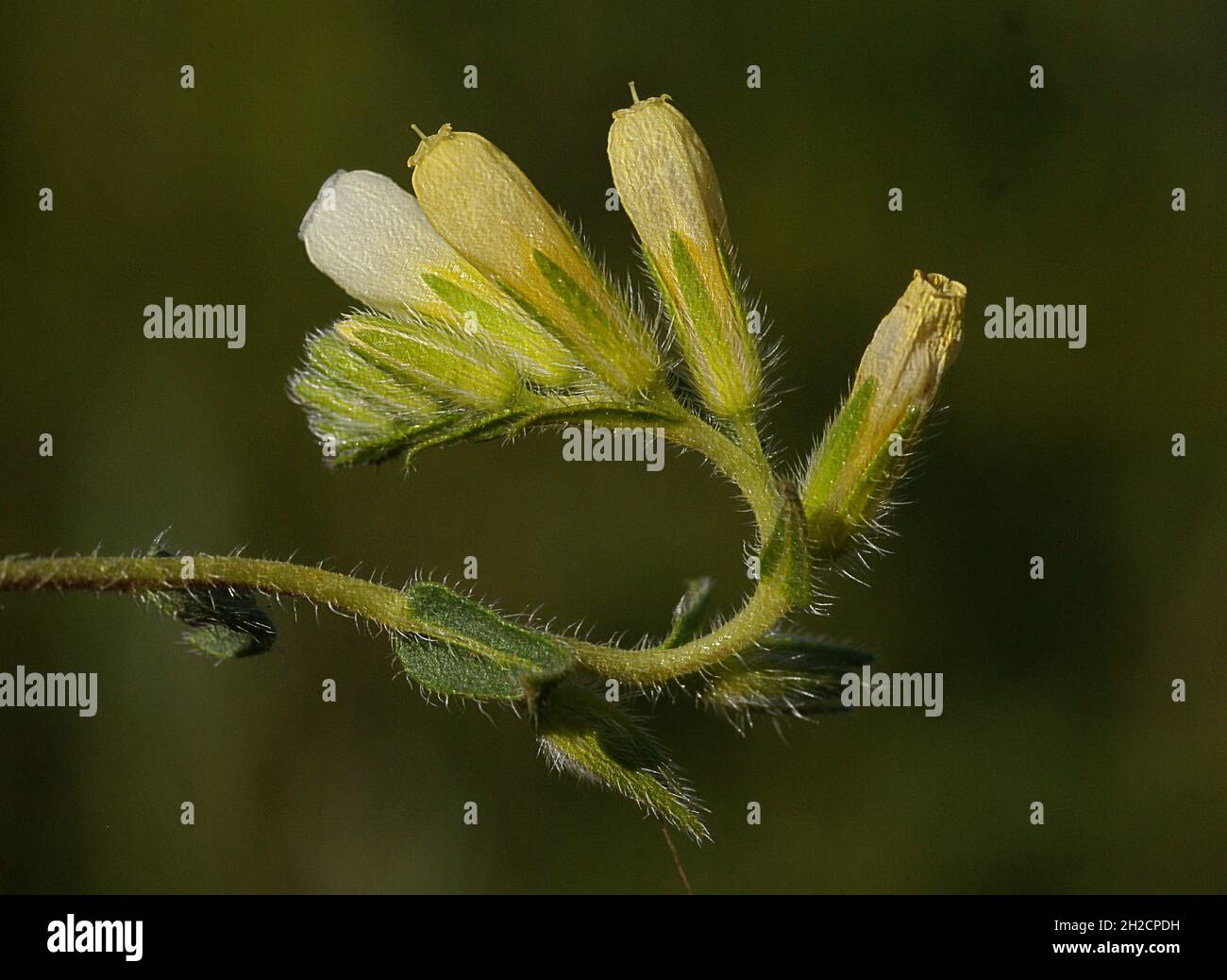 High Quality Close Up Photo of a Plant Which has an Eye Catching Beauty ...
