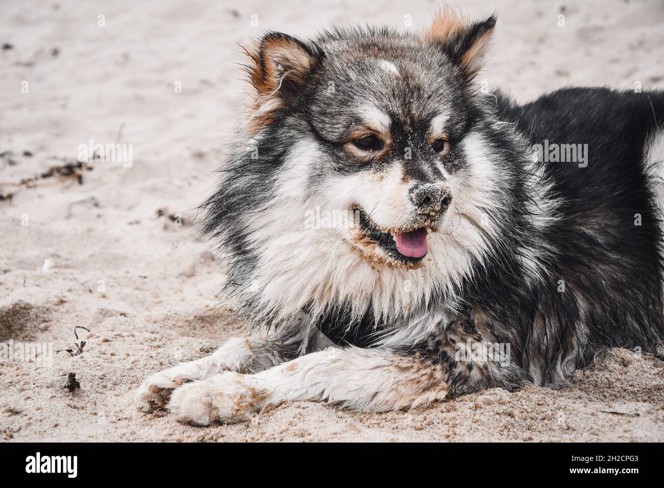 Portrait of a young Finnish Lapphund dog lying outdoors on beach in ...