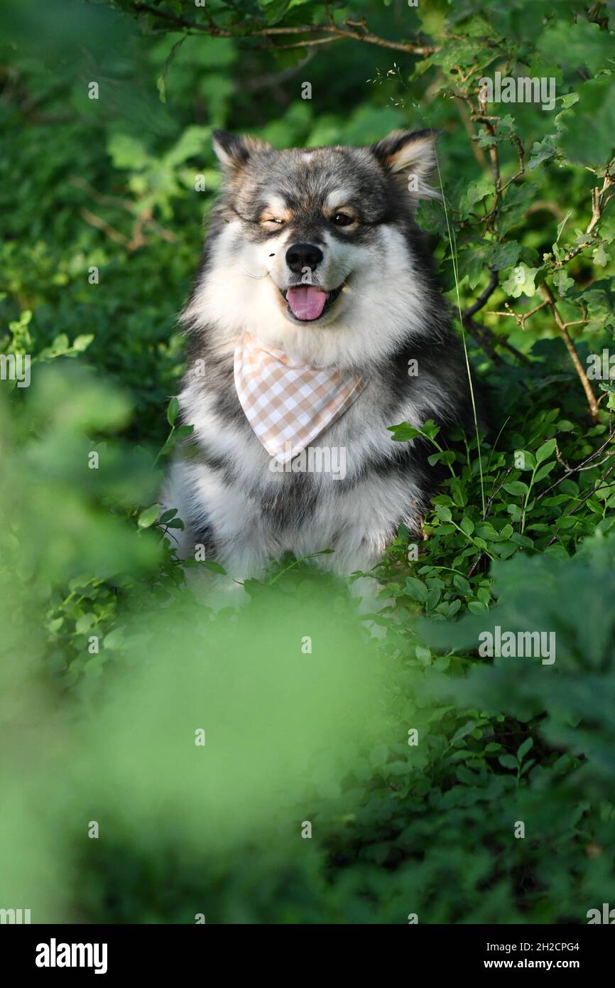 Portrait of a young Finnish Lapphund dog sitting outdoors in forest or ...