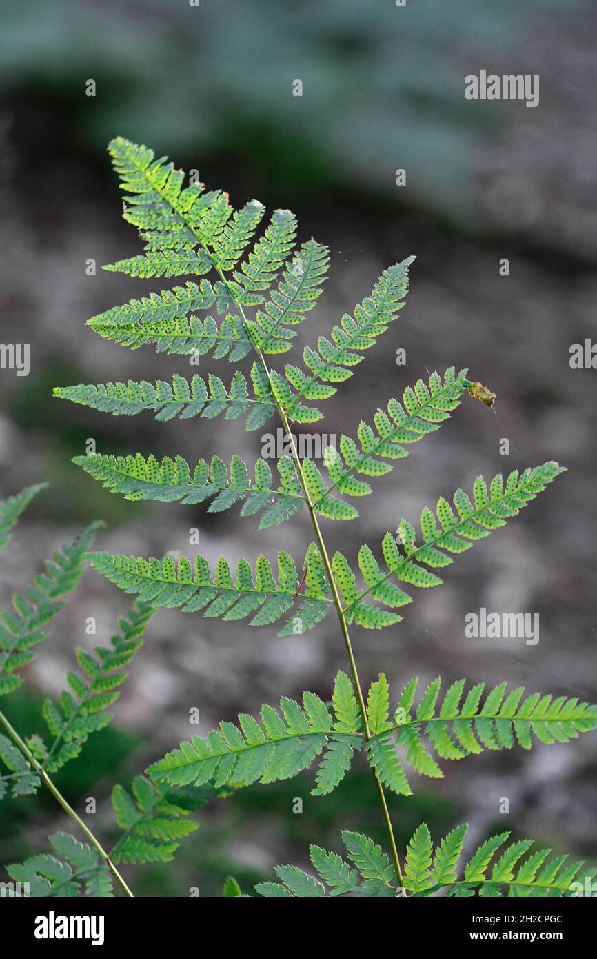 Tree fern pot hi-res stock photography and images - Alamy