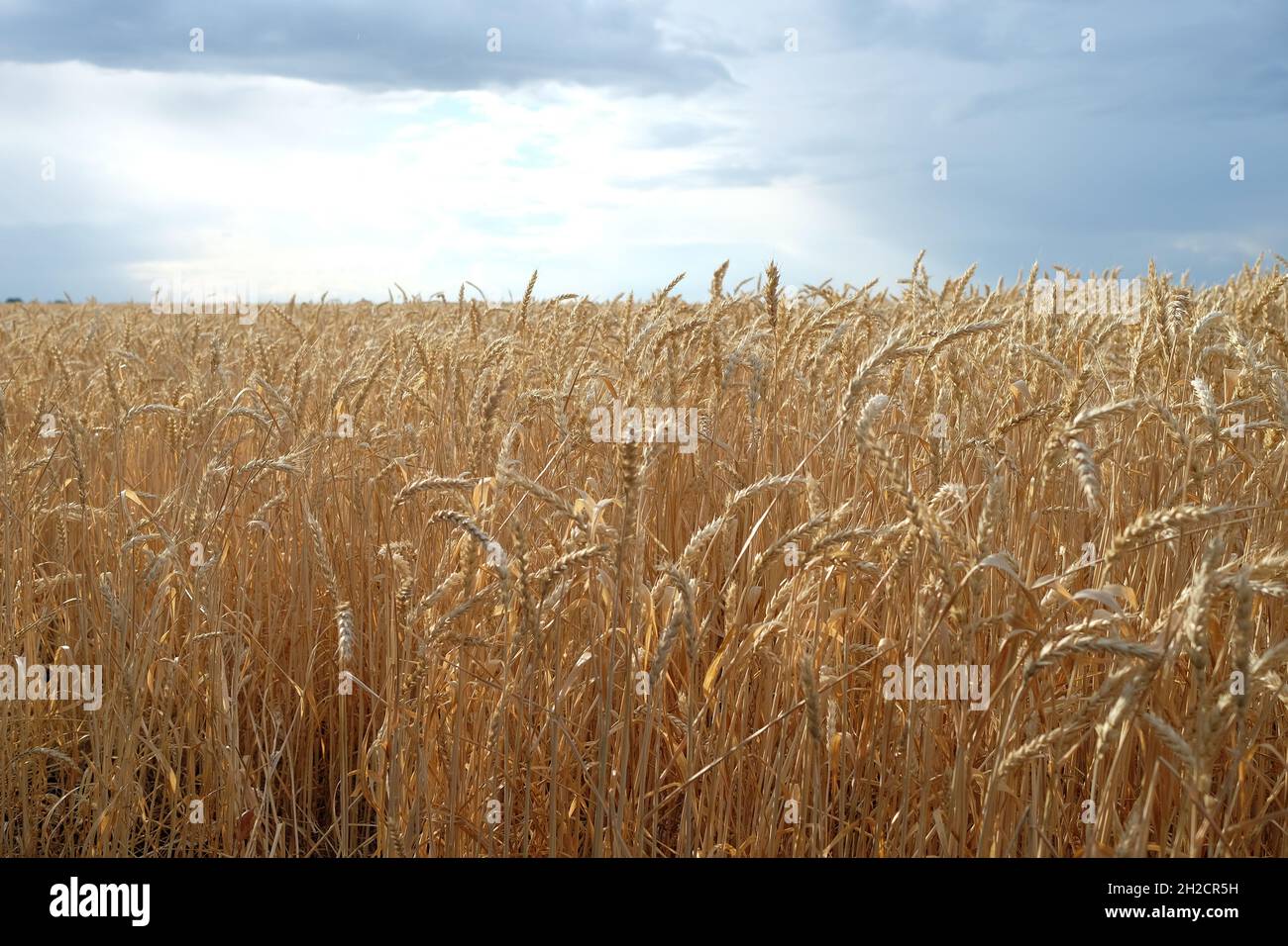 Golden field of ripe wheat Stock Photo - Alamy
