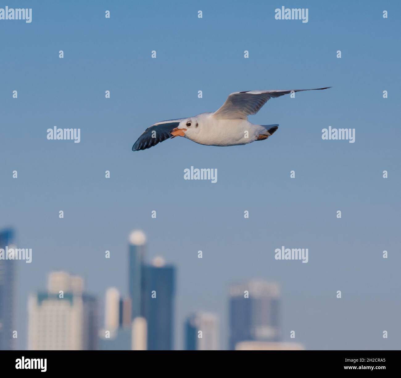 A seagull flying in the sky of the capital ( Abu Dhabi) , carrying a ...