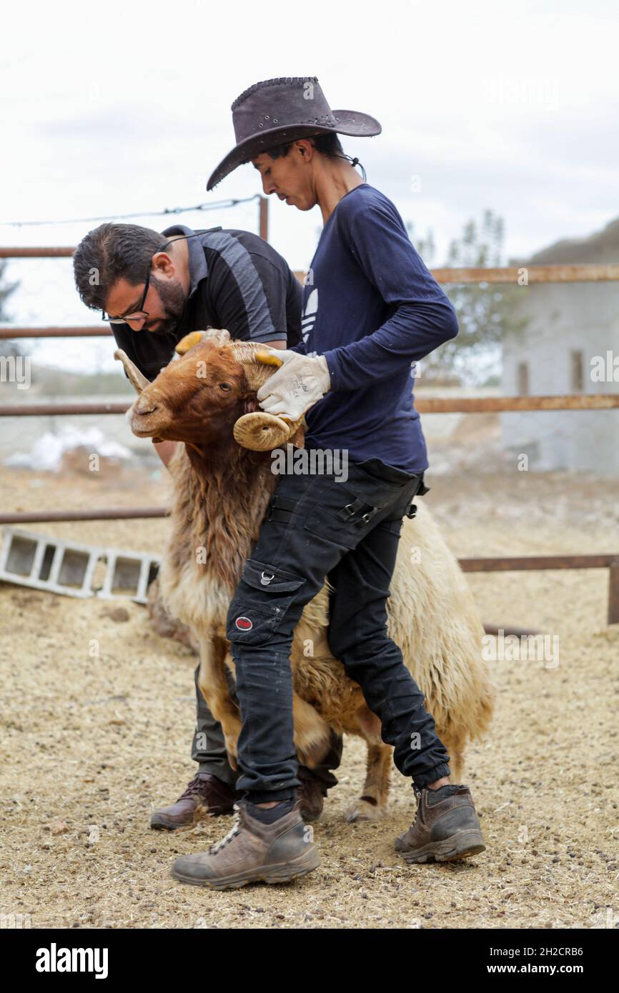 Goat sick hi-res stock photography and images - Alamy