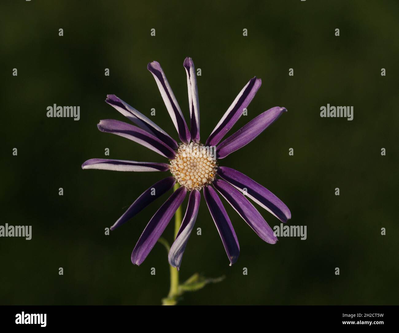 High Quality Close Up Photo of a Plant Which has an Eye Catching Beauty ...
