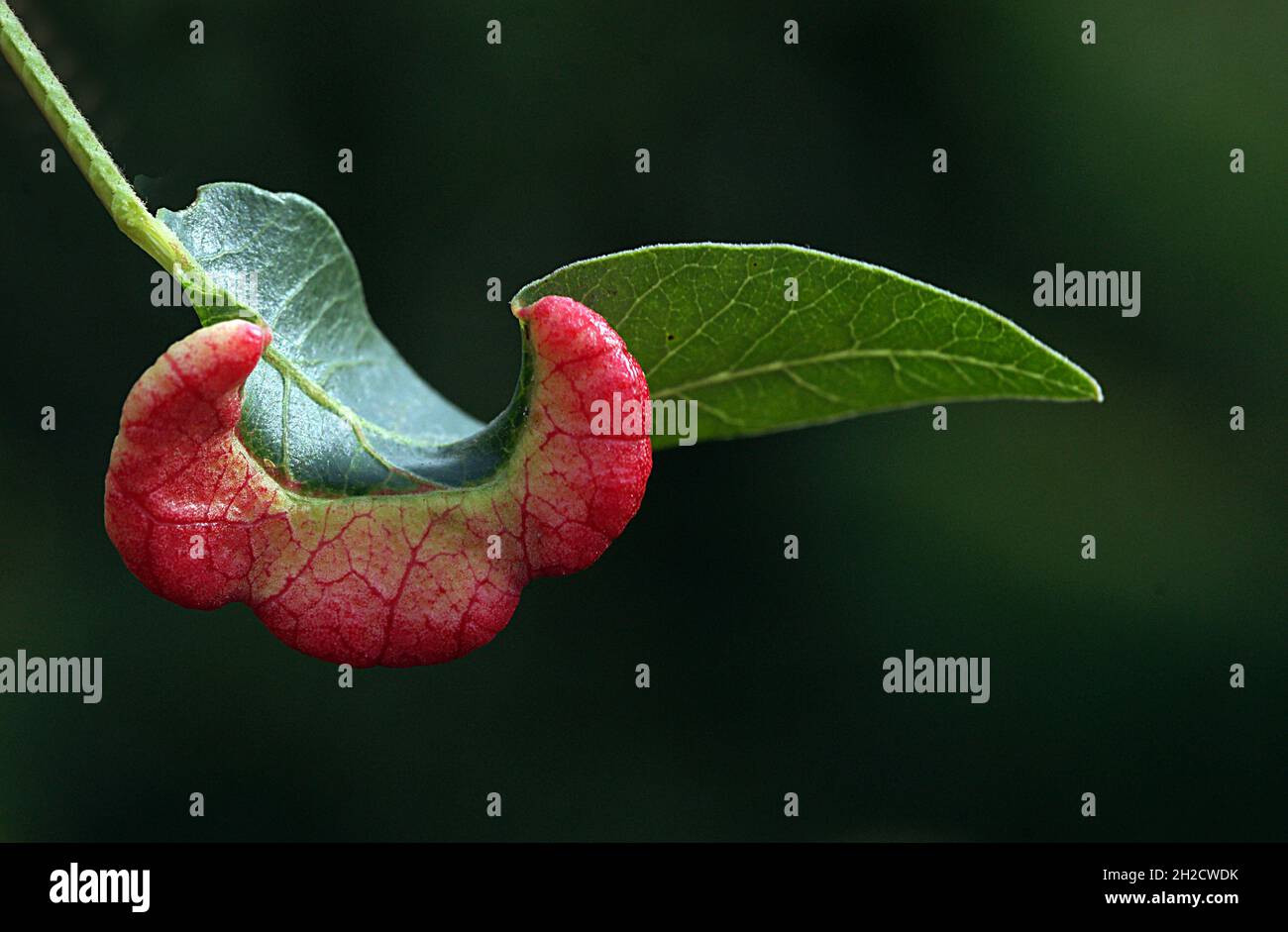 A close-up photo of an amazing flower branch Stock Photo - Alamy
