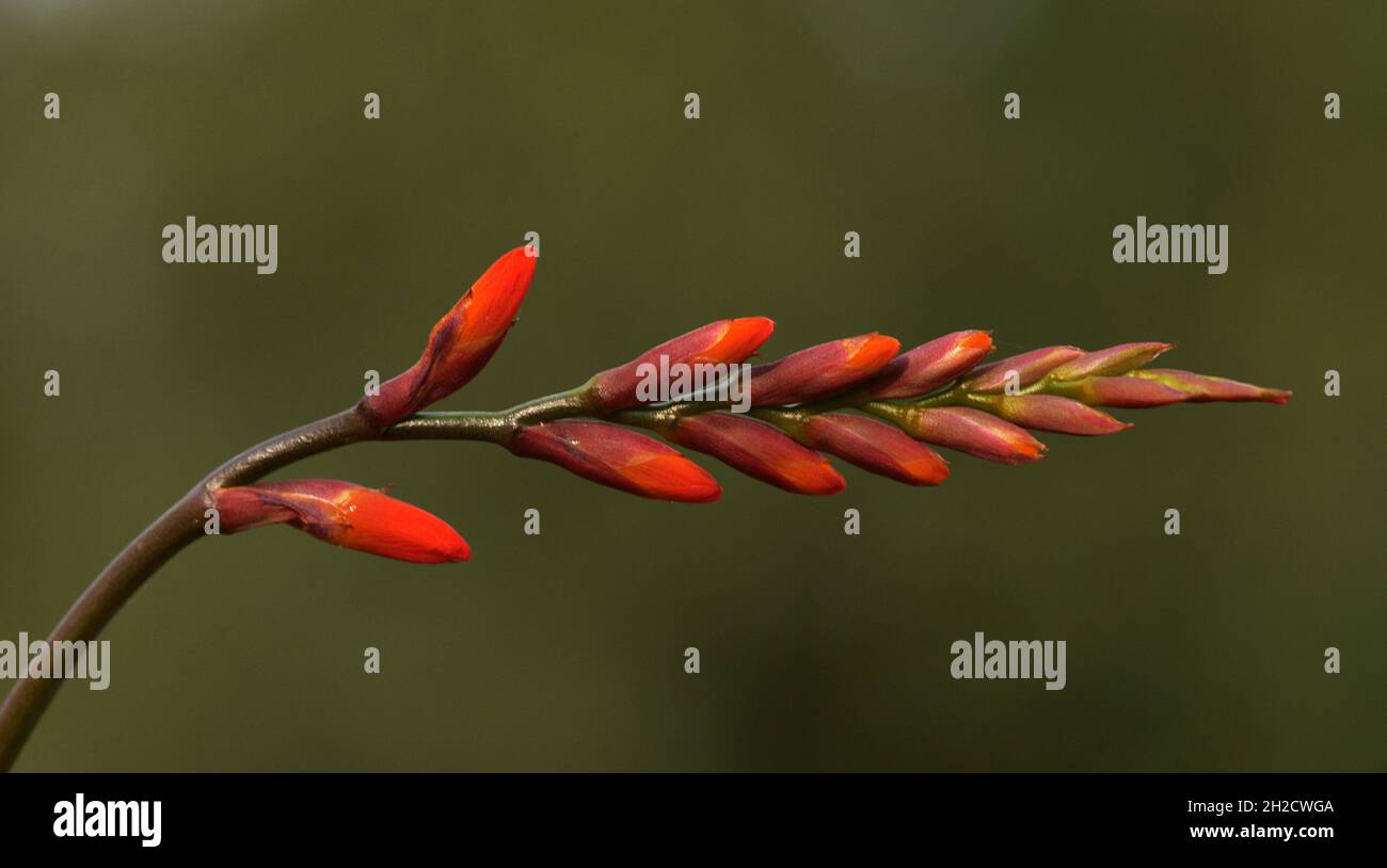A close-up photo of an amazing flower branch Stock Photo - Alamy