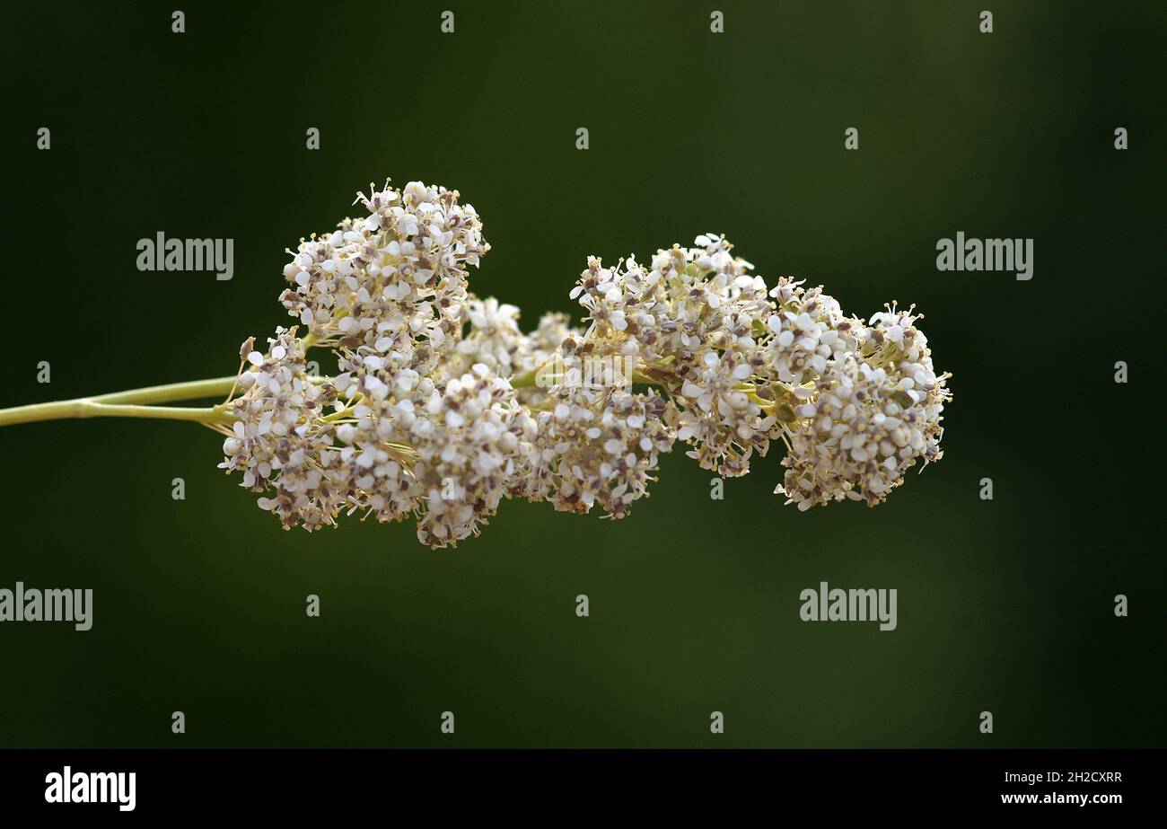 A close-up photo of an amazing flower branch Stock Photo - Alamy