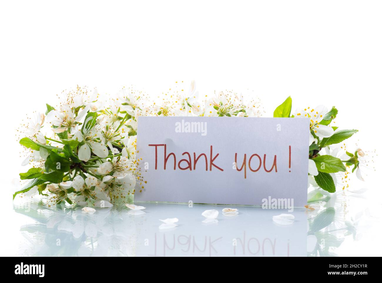 thank you card and blooming spring branch with flowers isolated on ...