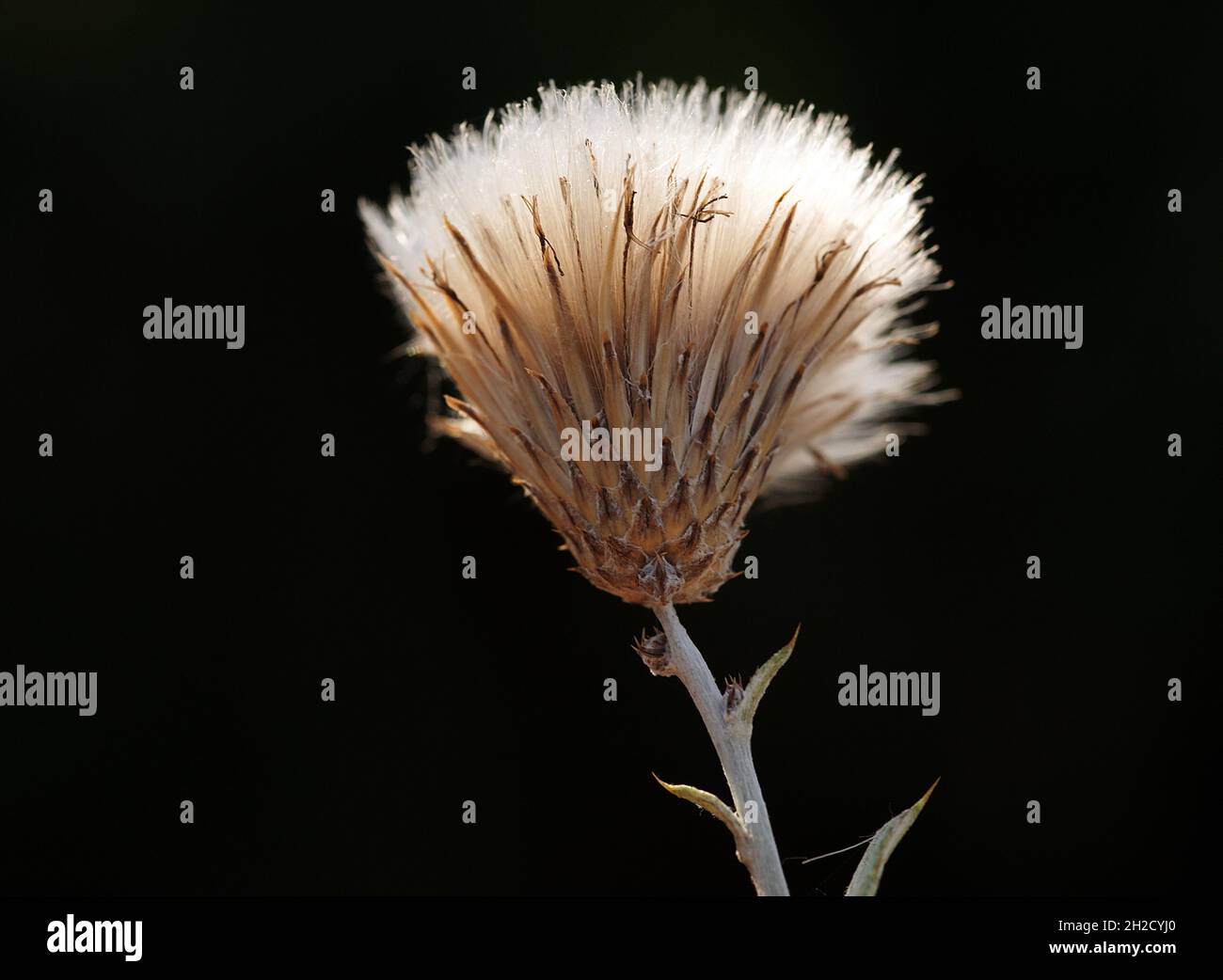 A close-up photo of an amazing flower branch Stock Photo - Alamy