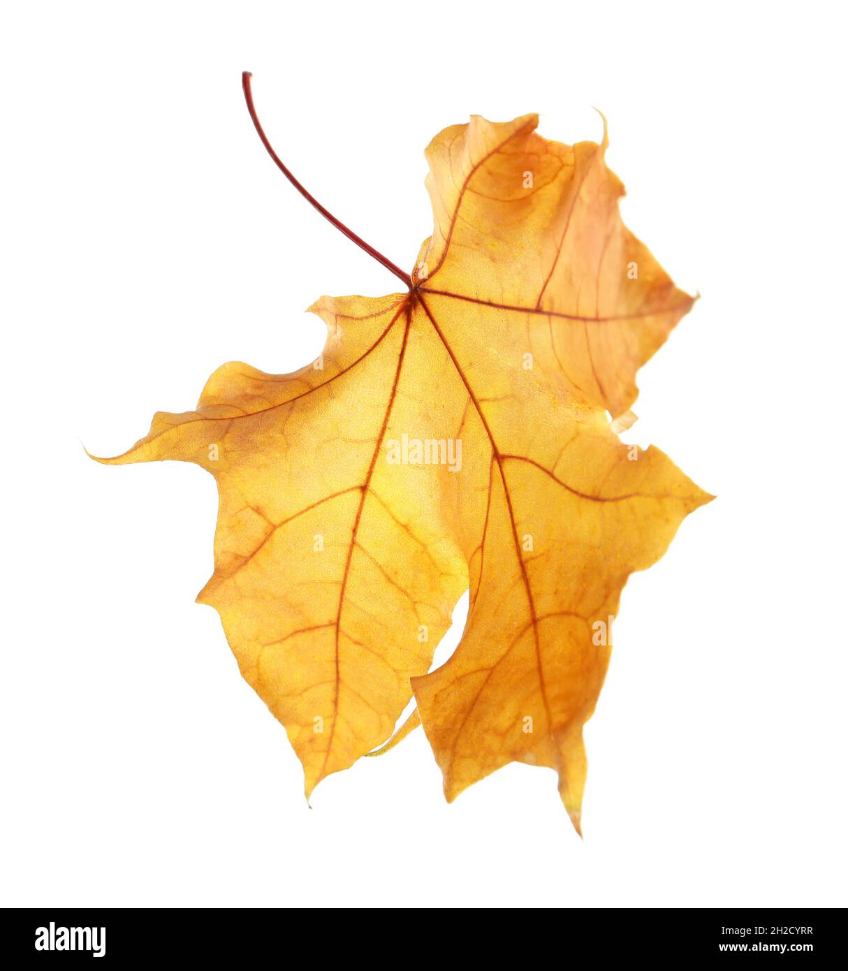 Beautiful autumn leaf on white background. Fall foliage Stock Photo - Alamy