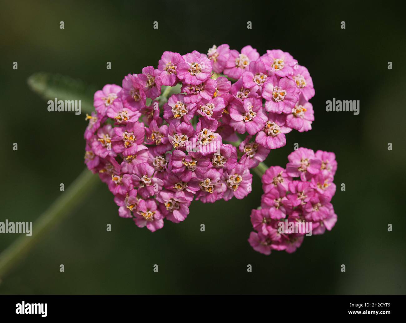 A close-up photo of an amazing flower branch Stock Photo - Alamy