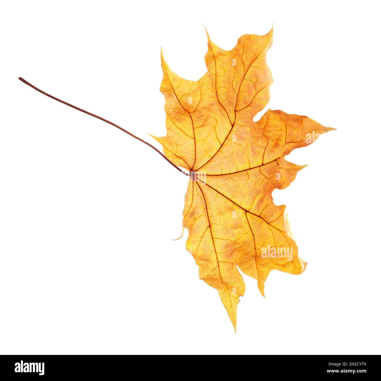 Beautiful autumn leaf on white background. Fall foliage Stock Photo - Alamy