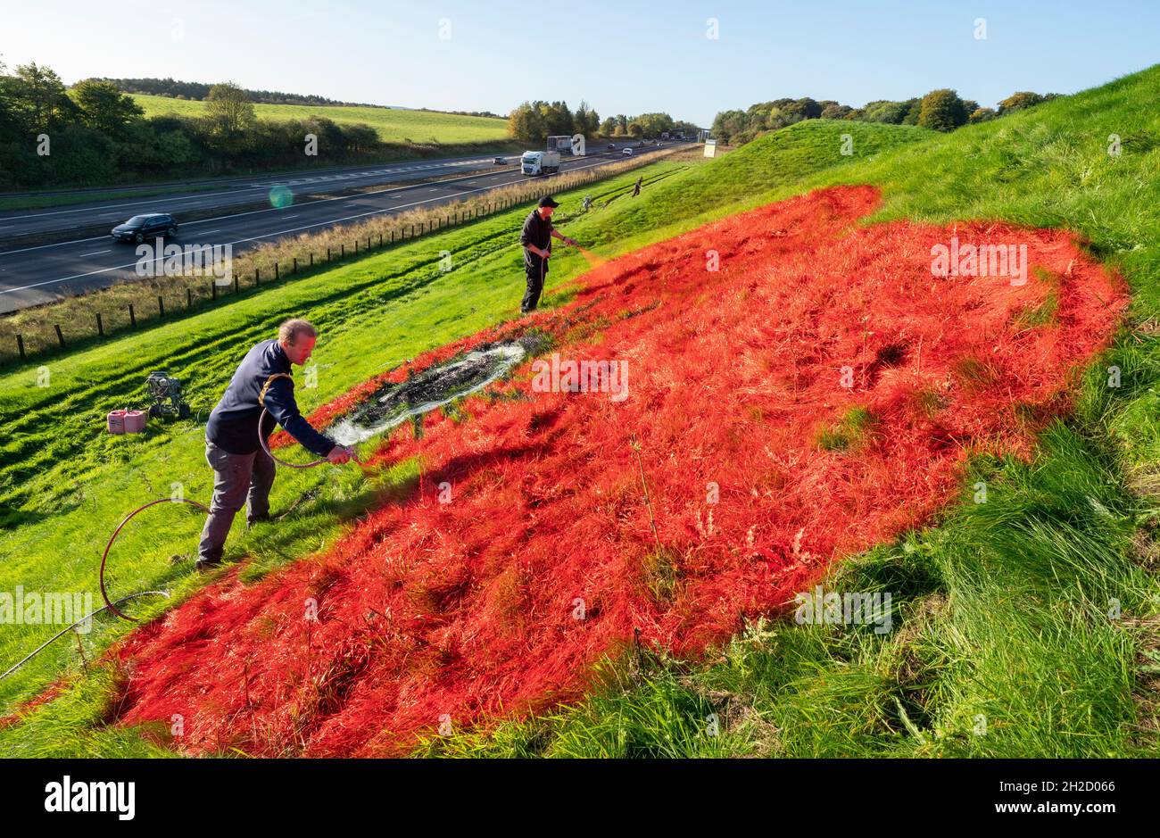 Giant poppies are painted onto the grass pyramids alongside the M8 ...
