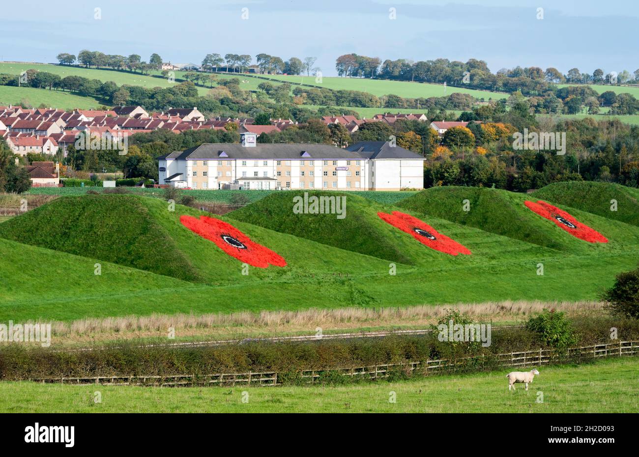 Giant poppies have been painted onto the grass pyramids alongside the ...
