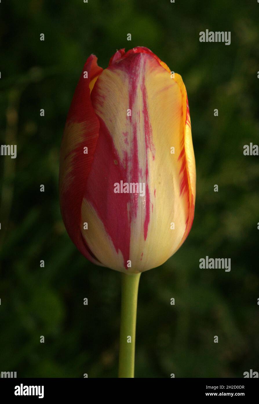A close-up photo of an amazing flower branch Stock Photo - Alamy
