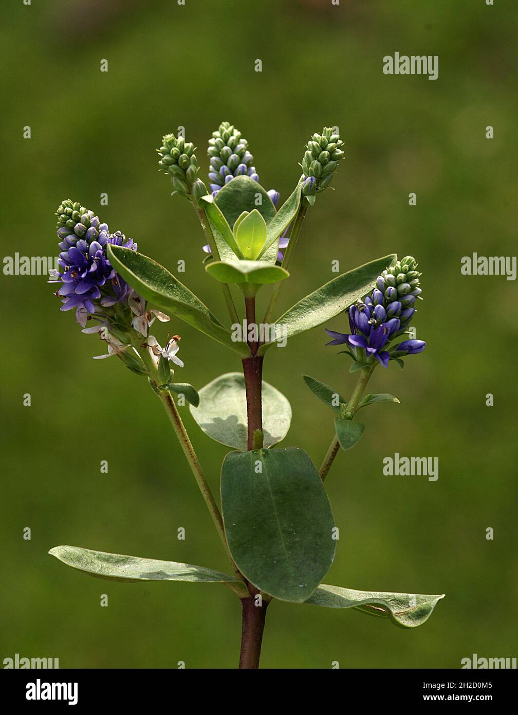 A close-up photo of an amazing flower branch Stock Photo - Alamy