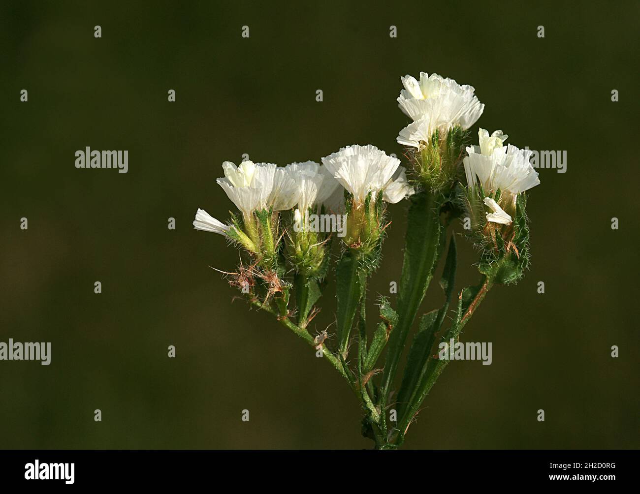 A close-up photo of an amazing flower branch Stock Photo - Alamy