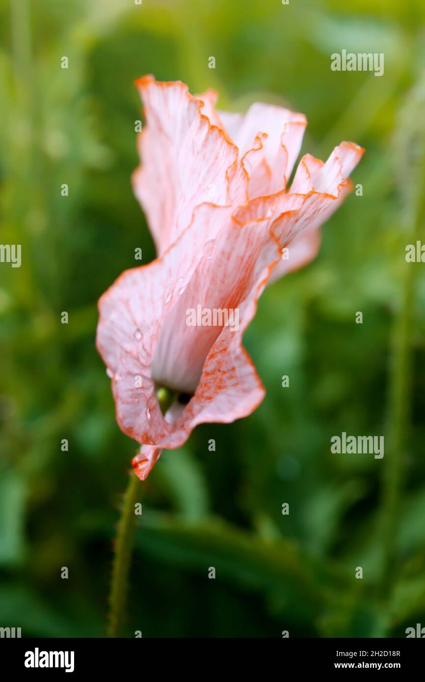 Beautiful large blooming red poppy hi-res stock photography and images ...