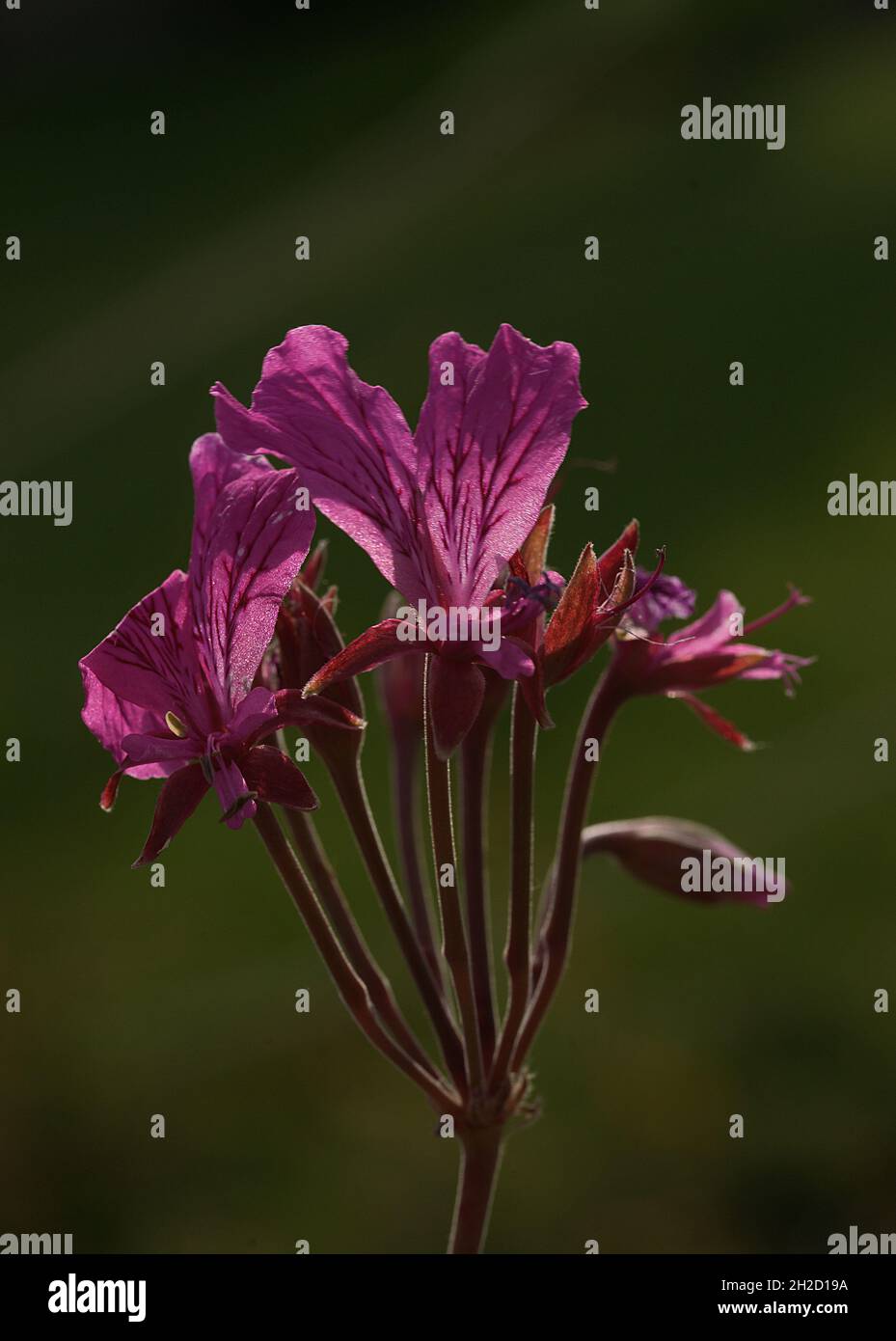 A close-up photo of an amazing flower branch Stock Photo - Alamy
