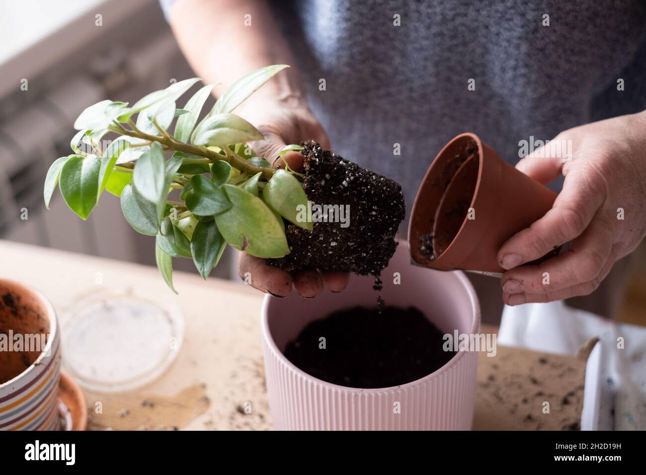 Woman planting a flower and spring cleaning Stock Photo - Alamy